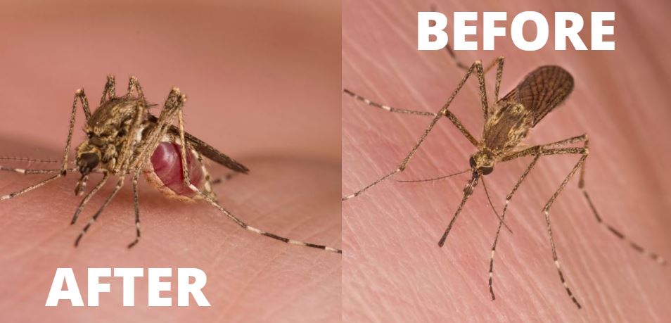 Top 10 Gnat Bites Pictures Explained Pest Professional Services